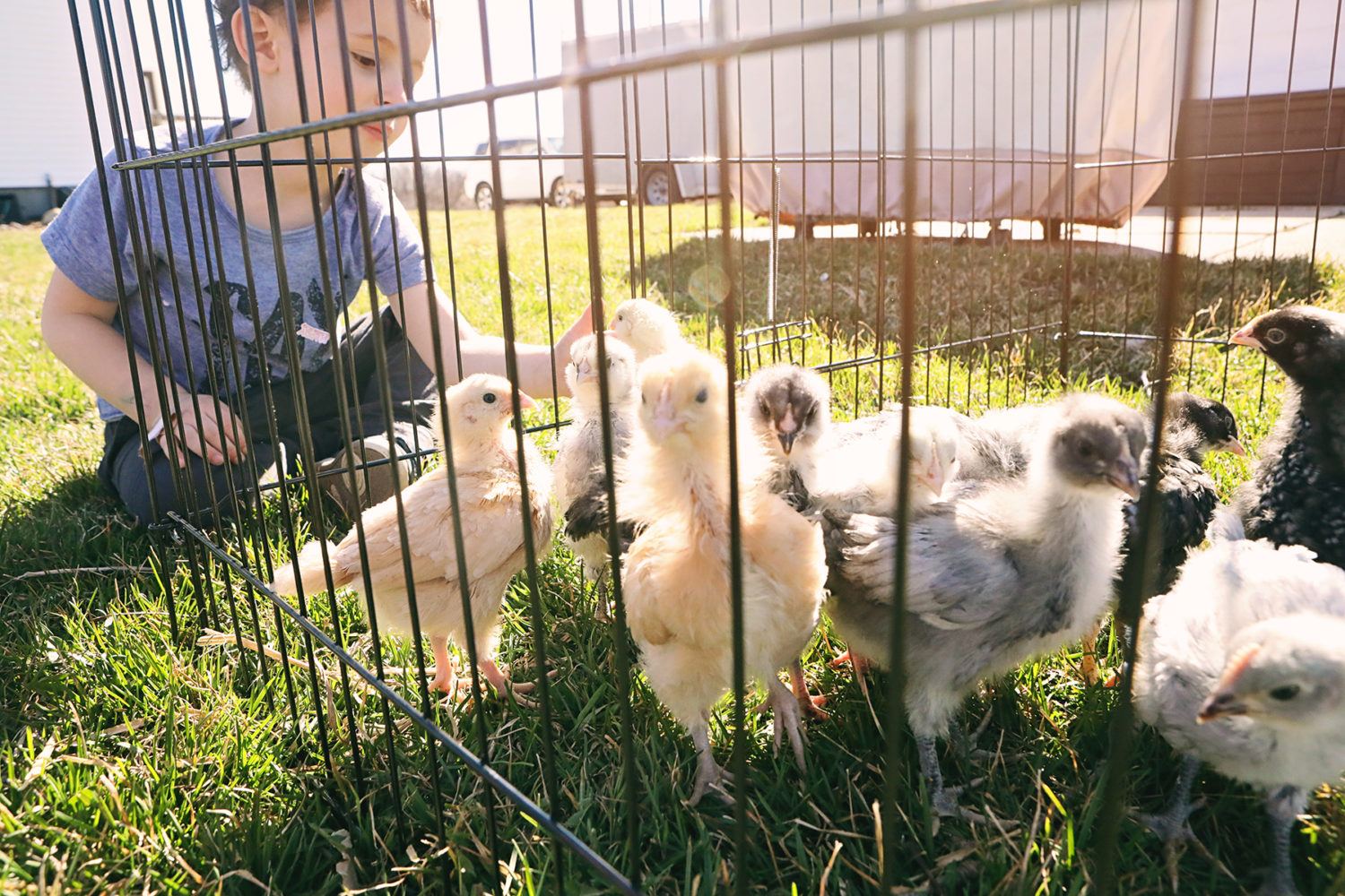 Farm kids and chickens - Sugar Maple Farmhouse