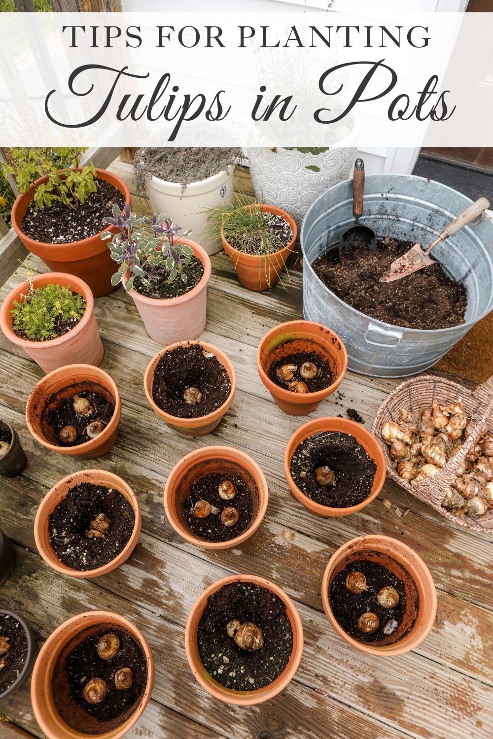 Tips for Planting Tulip Bulbs in a Pot - Sugar Maple Farmhouse
