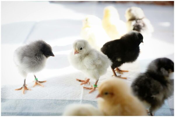 The first things we learned raising baby chicks