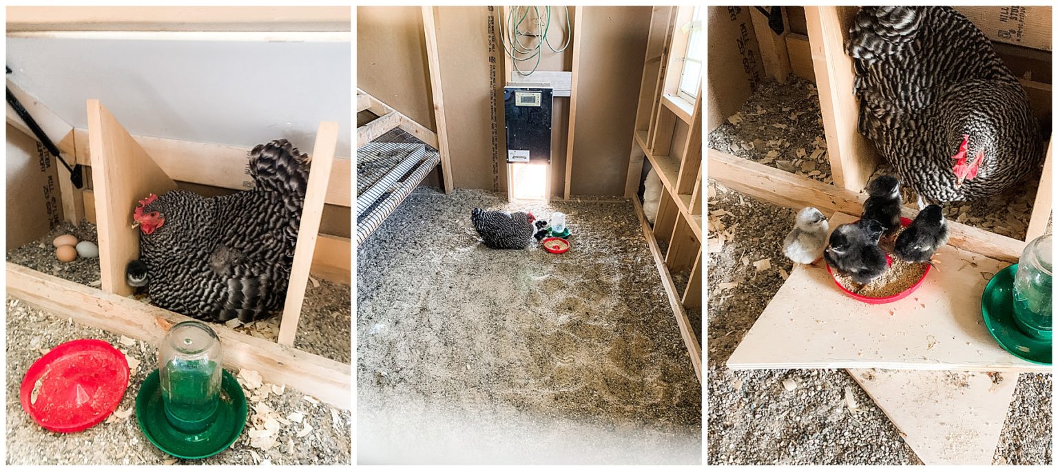Lessons from hatching chicks on the farm - Sugar Maple Farmhouse