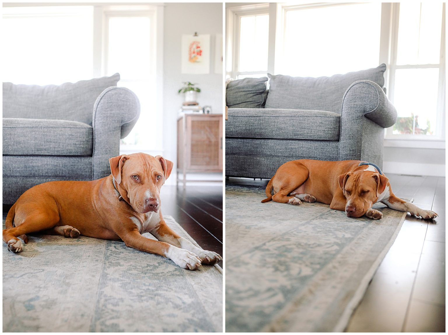 An honest Ruggable review - Sugar Maple Farmhouse