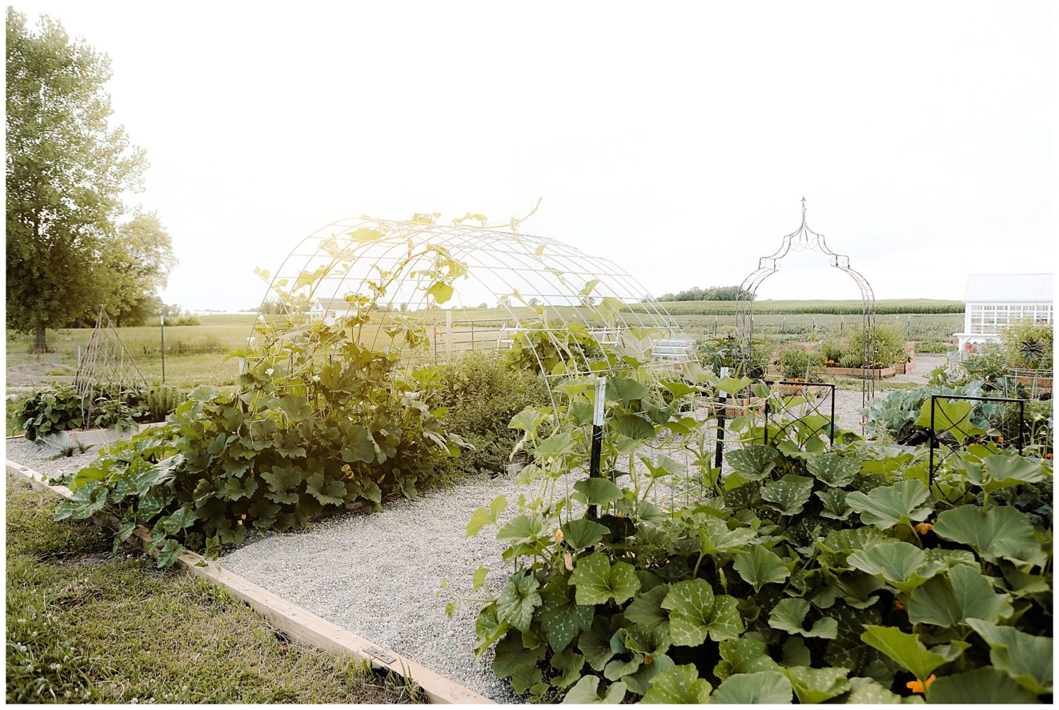 How to make a pumpkin trellis - Sugar Maple Farmhouse