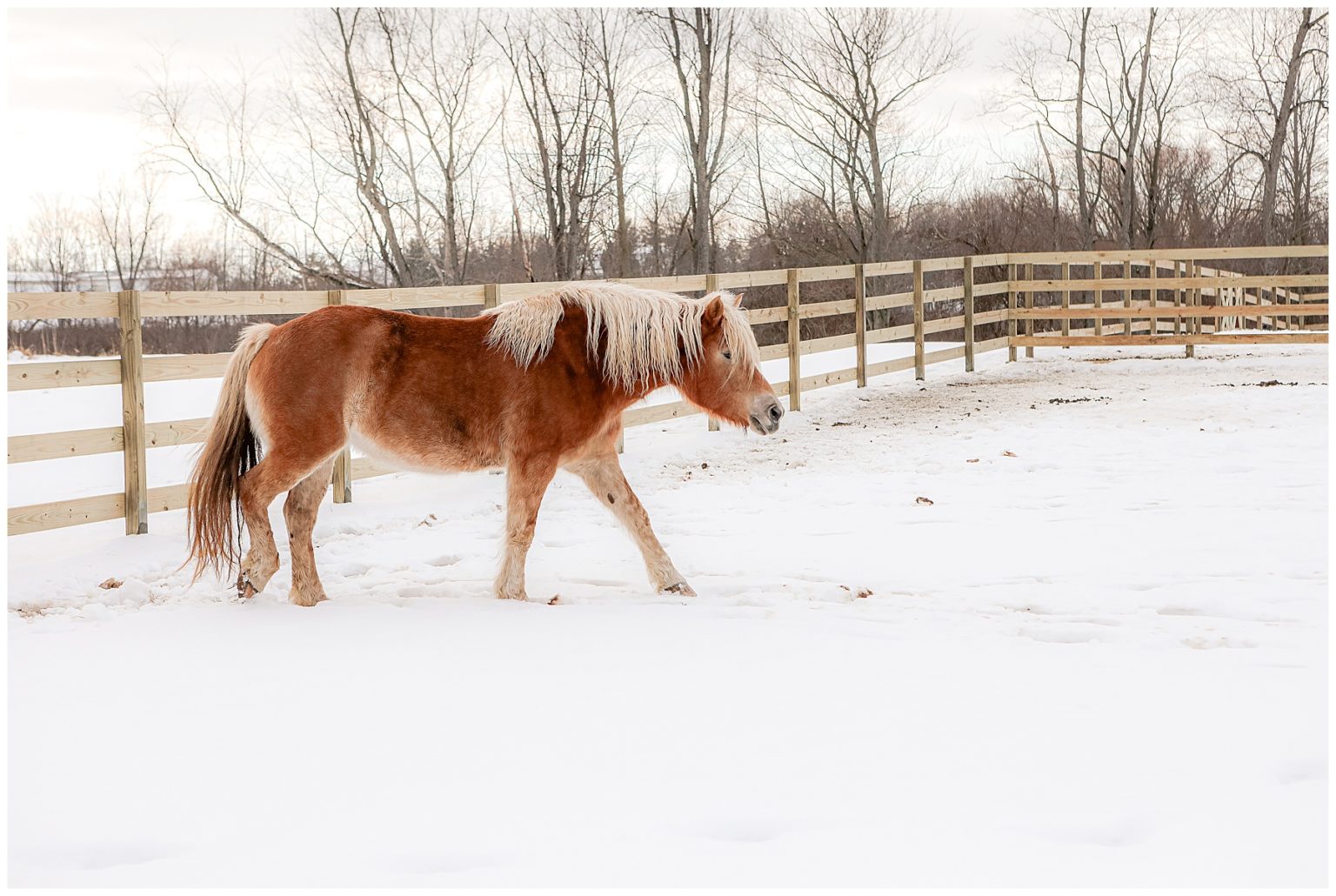 Meet our new farm animals - Sugar Maple Farmhouse