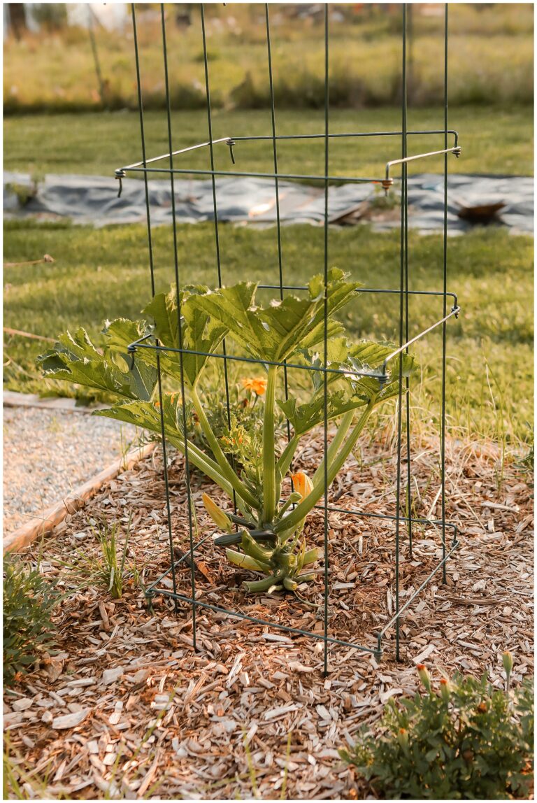Benefits of Growing Zucchini Vertical