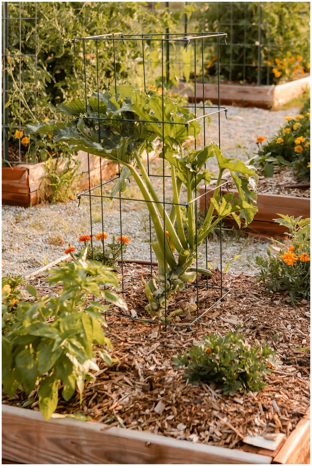Benefits of Growing Zucchini Vertical