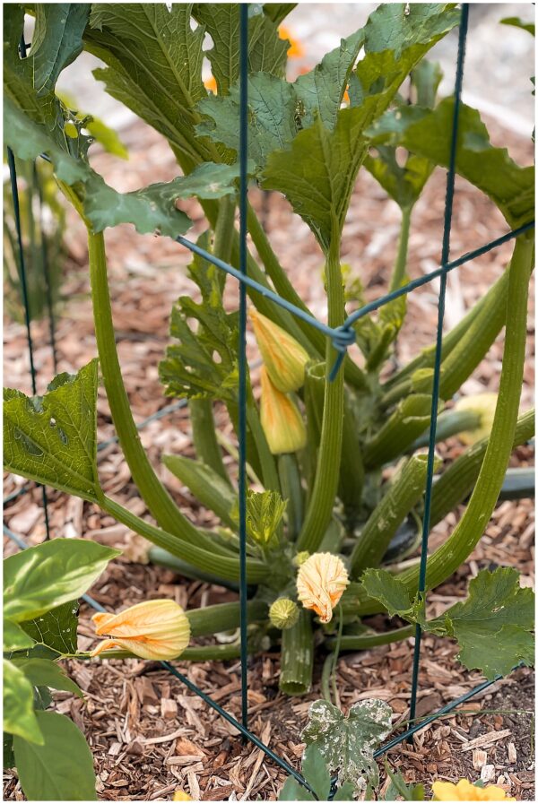 Benefits of Growing Zucchini Vertical