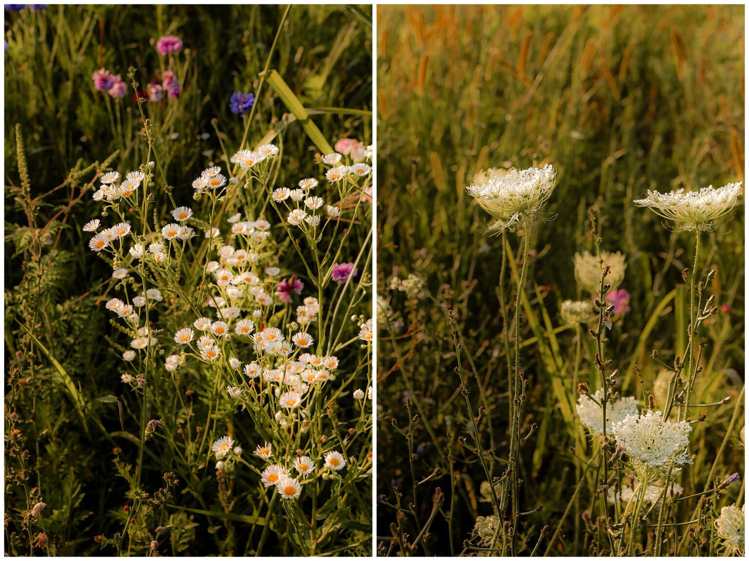 Planning a Native Wildflower Field - Sugar Maple Farmhouse