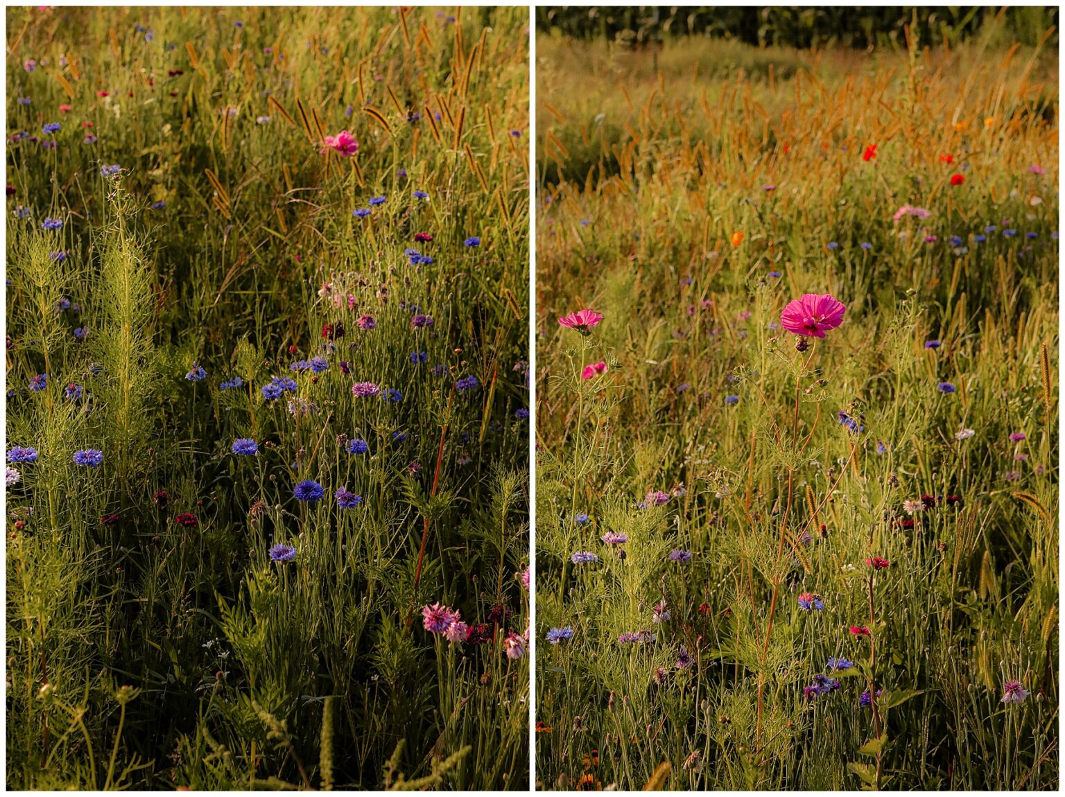 Planning a Native Wildflower Field - Sugar Maple Farmhouse