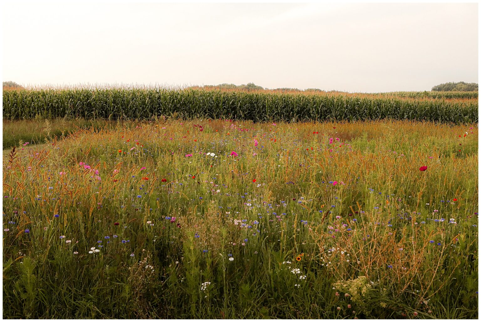 Planning a Native Wildflower Field - Sugar Maple Farmhouse