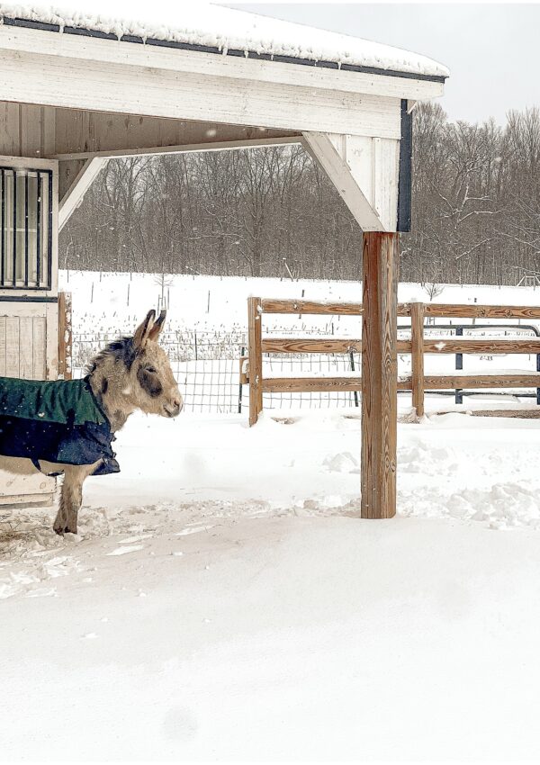 Sugar Maple Farmhouse - recipes, home decor, gardening