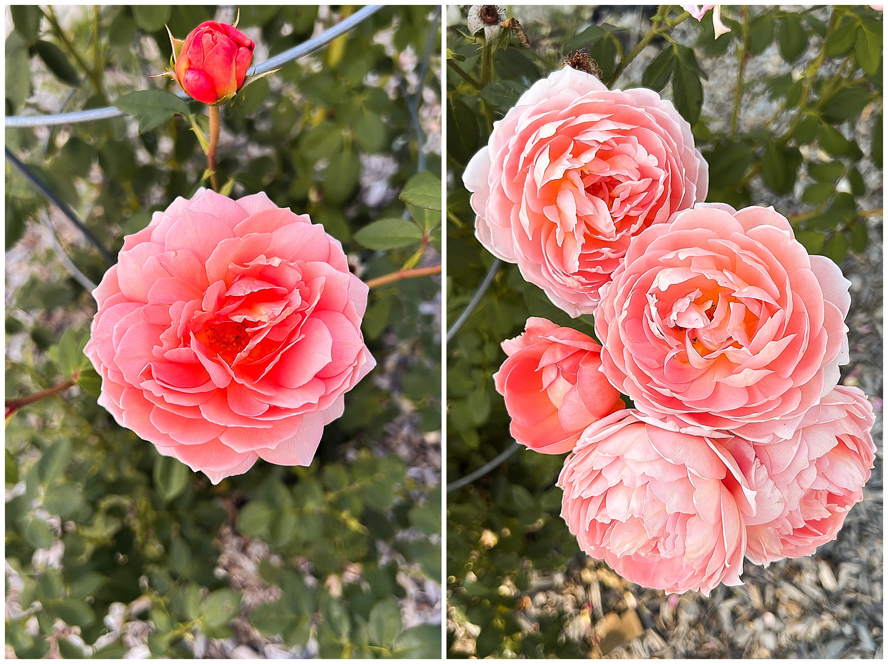 12 Cut and Come Again Flowers - Sugar Maple Farmhouse