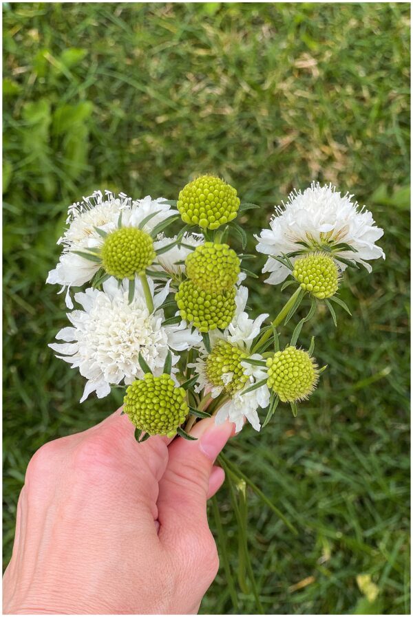 12 Cut and Come Again Flowers - Sugar Maple Farmhouse
