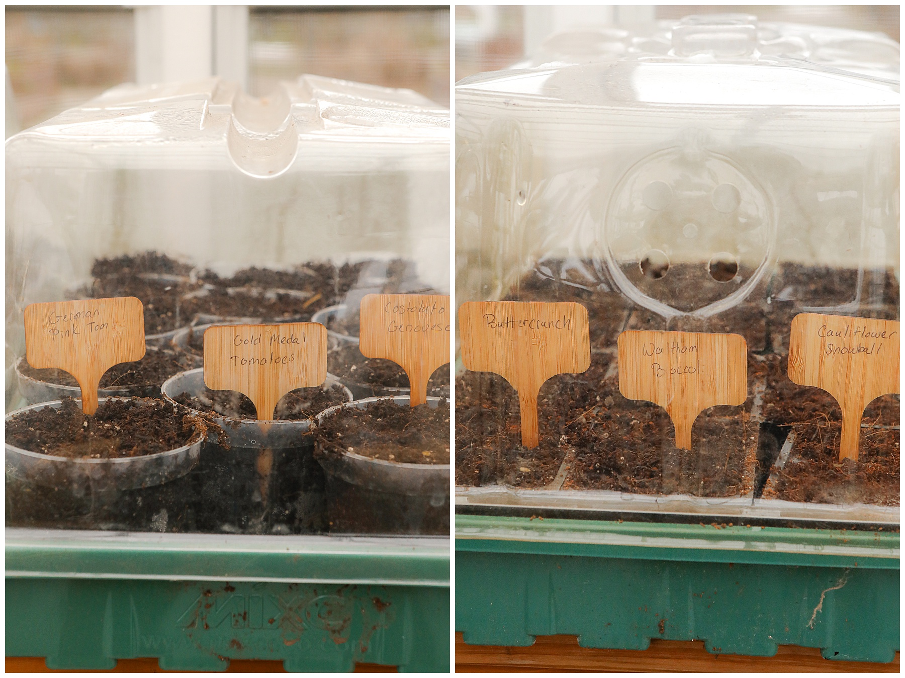 Tips for Starting Seeds Indoors - Sugar Maple Farmhouse