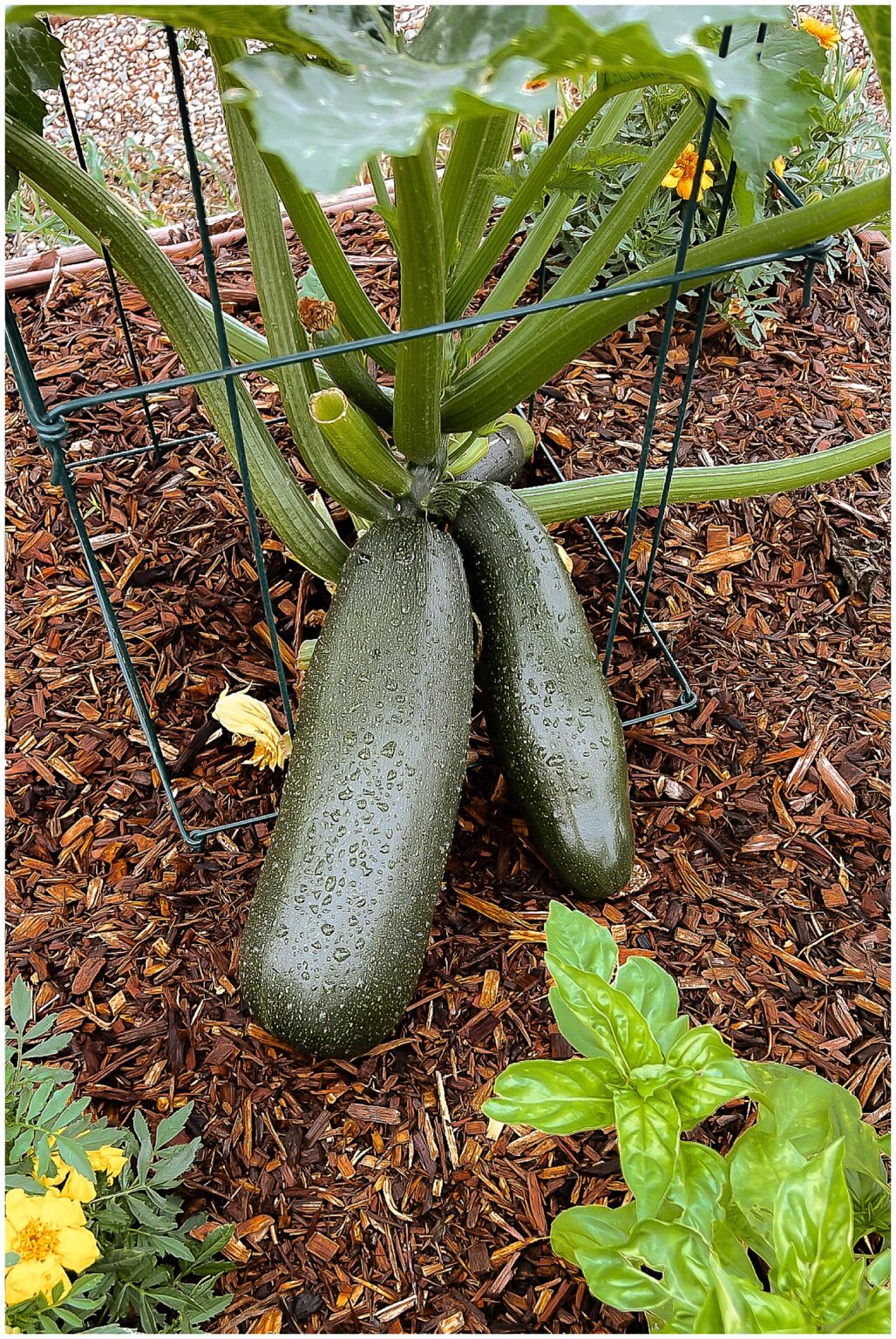 15 Vegetable Seeds to Plant Directly in the Ground