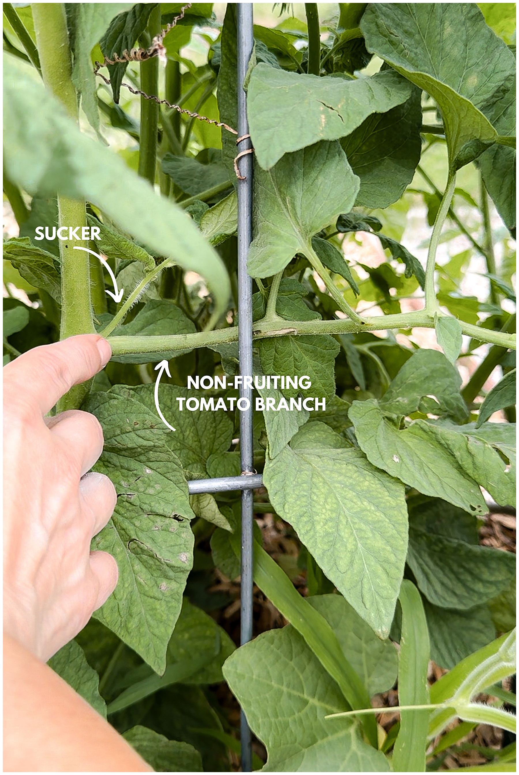 Pruning Indeterminate Tomato Plants - Sugar Maple Farmhouse