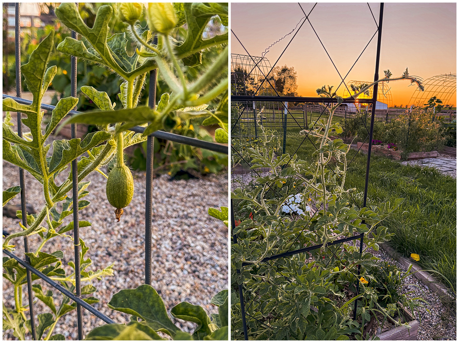 Benefits & Tips for Vertical Gardening