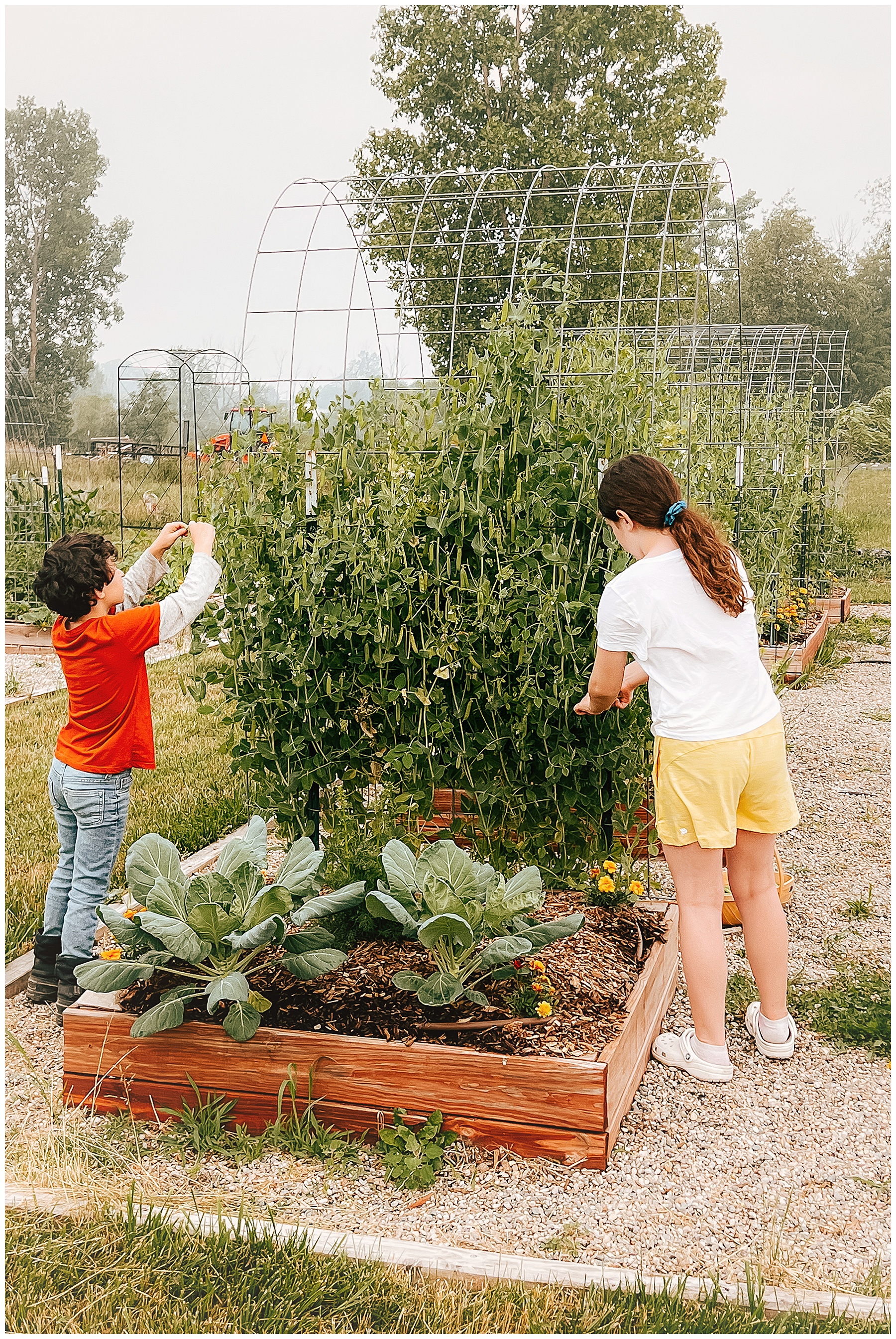 Tips for growing peas