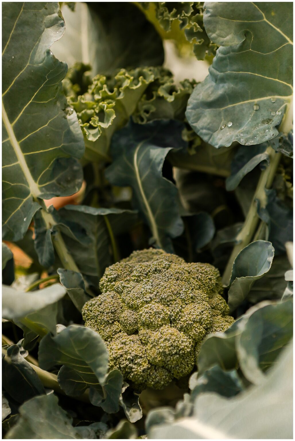 16 Early Spring Vegetables to Grow in the Garden