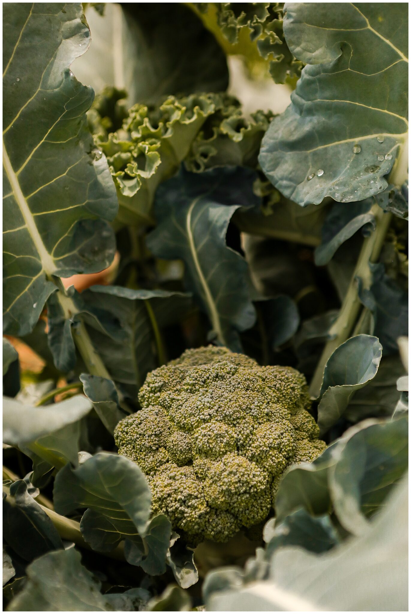 16 Early Spring Vegetables to Grow in the Garden