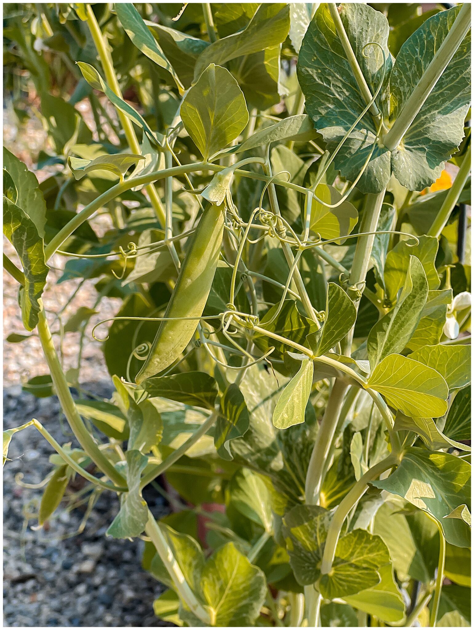 16 Early Spring Vegetables to Grow in the Garden