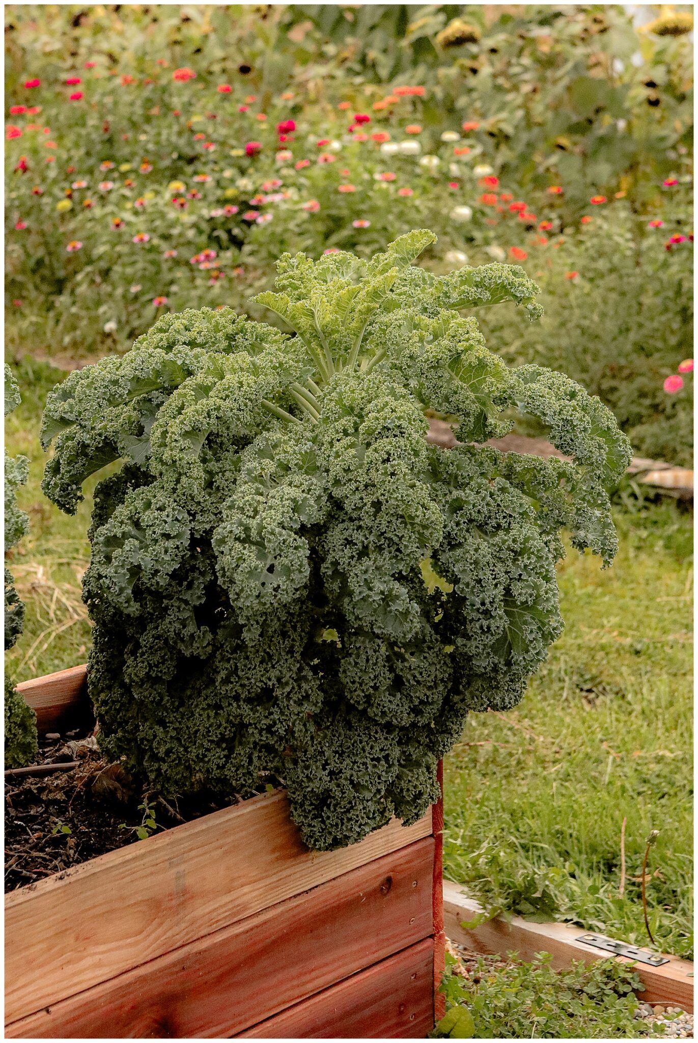 16 Early Spring Vegetables to Grow in the Garden