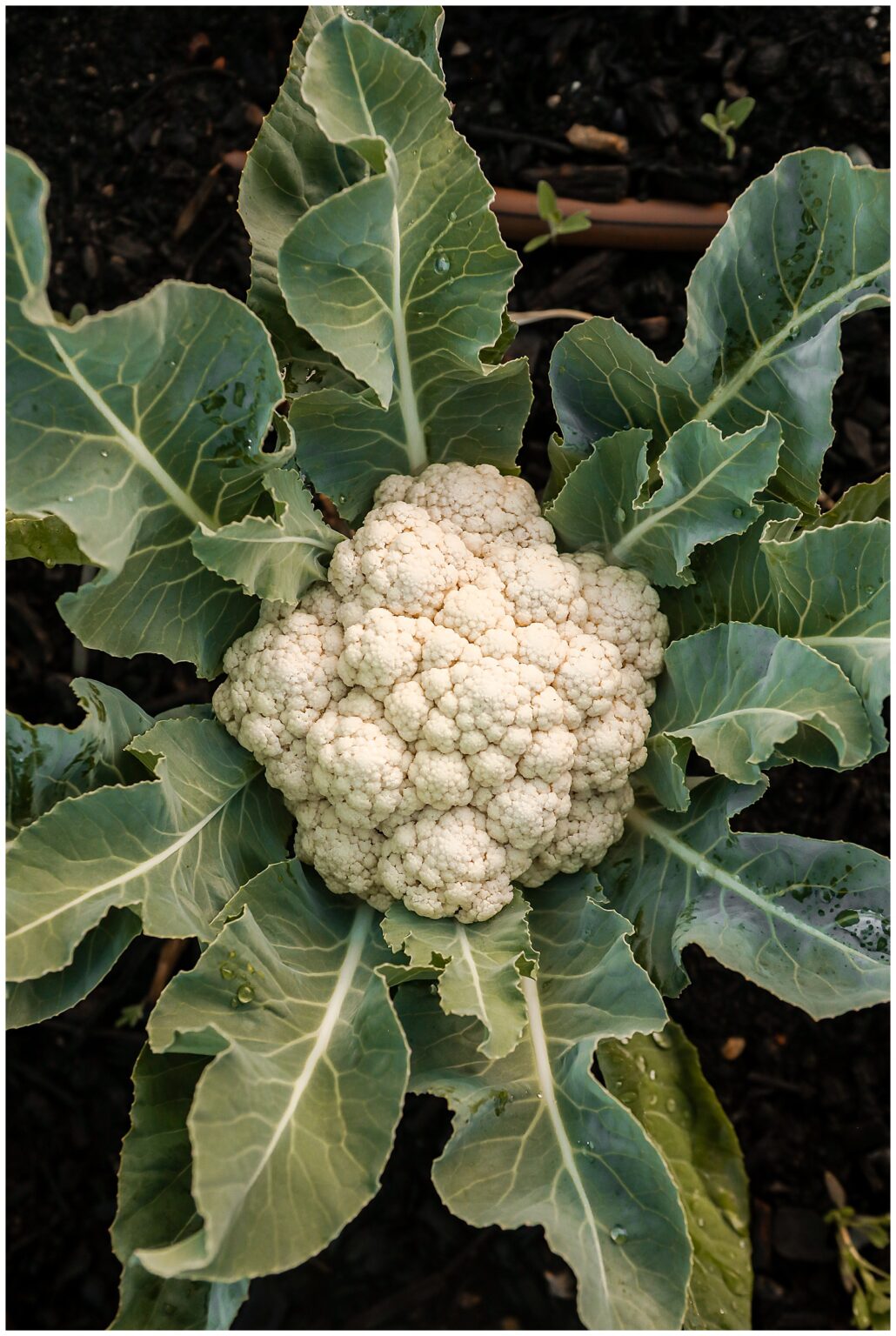 16 Early Spring Vegetables to Grow in the Garden
