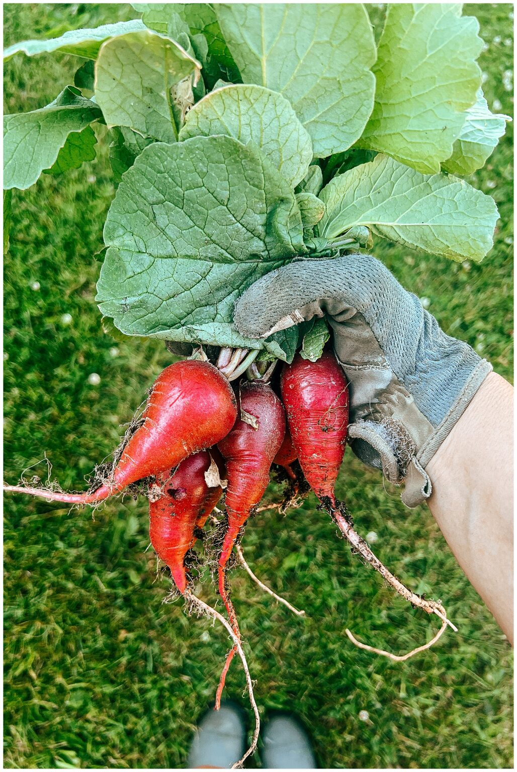 16 Early Spring Vegetables to Grow in the Garden