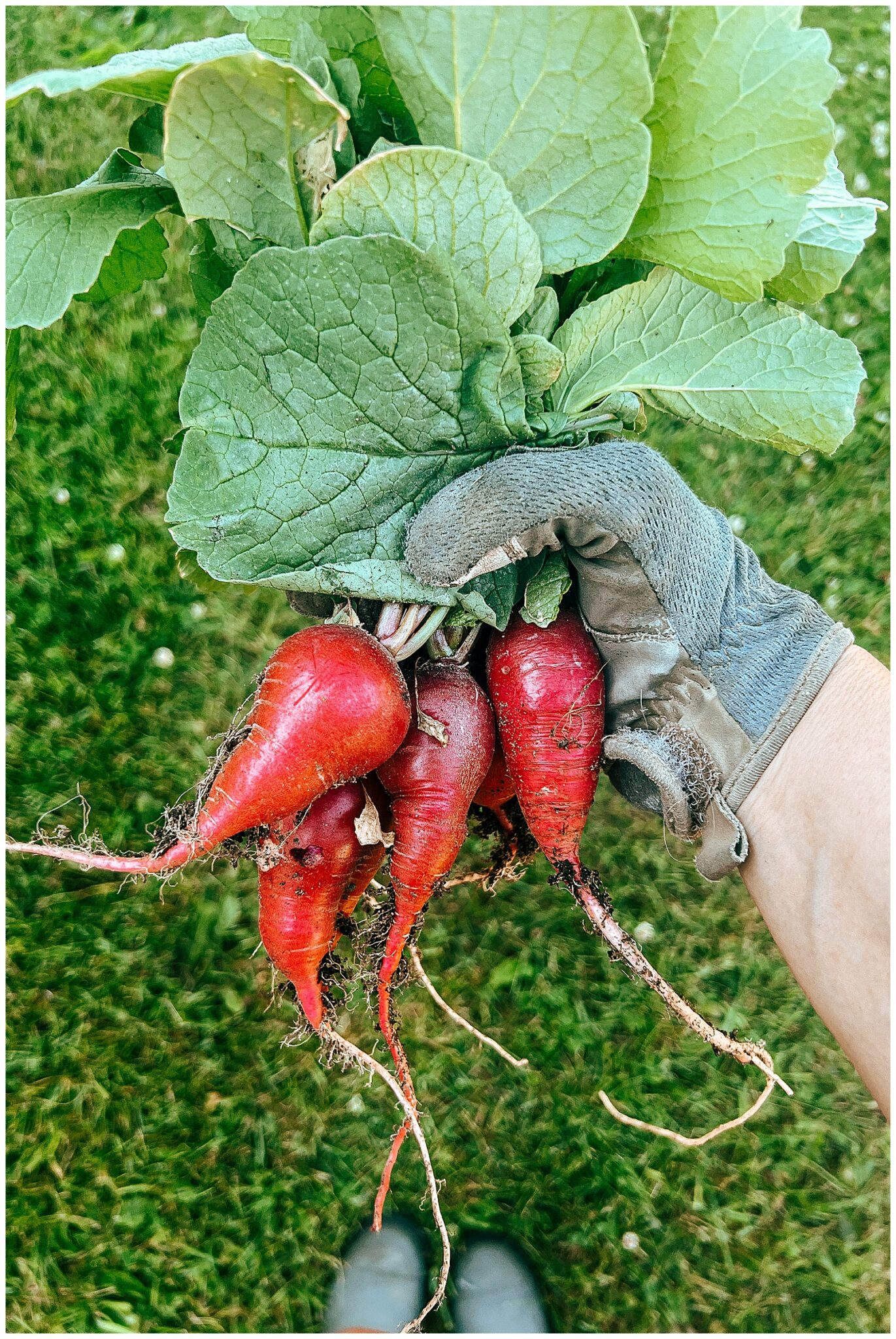 16 Early Spring Vegetables to Grow in the Garden