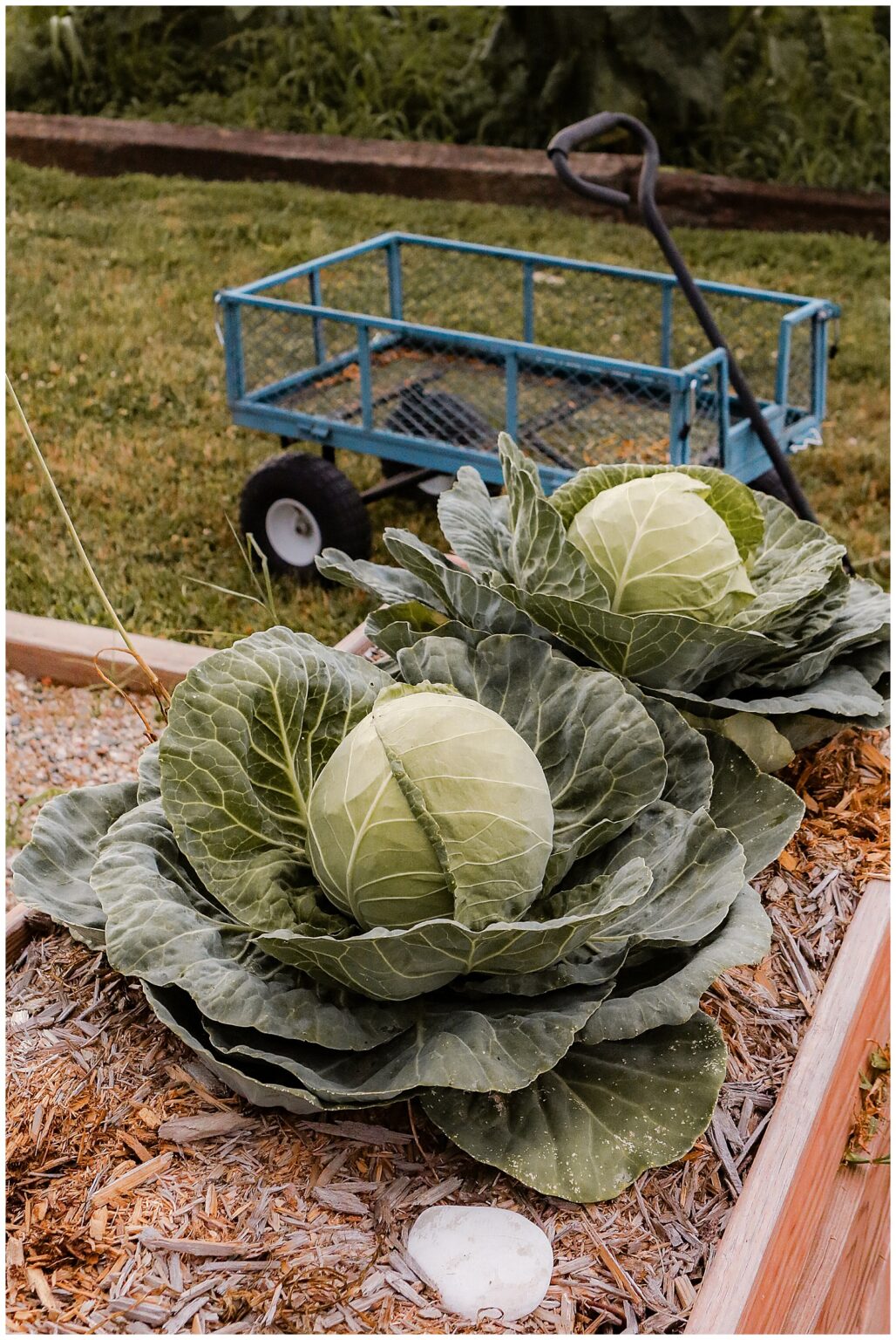 16 Early Spring Vegetables to Grow in the Garden