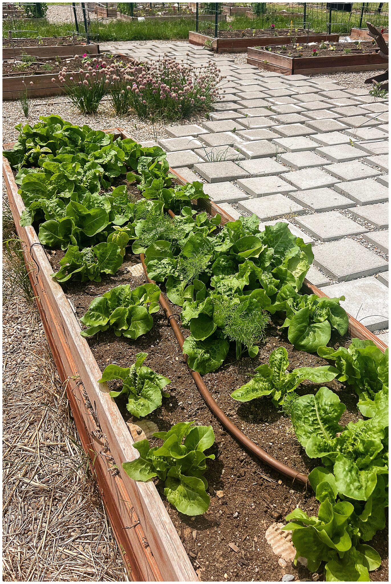 16 Early Spring Vegetables to Grow in the Garden