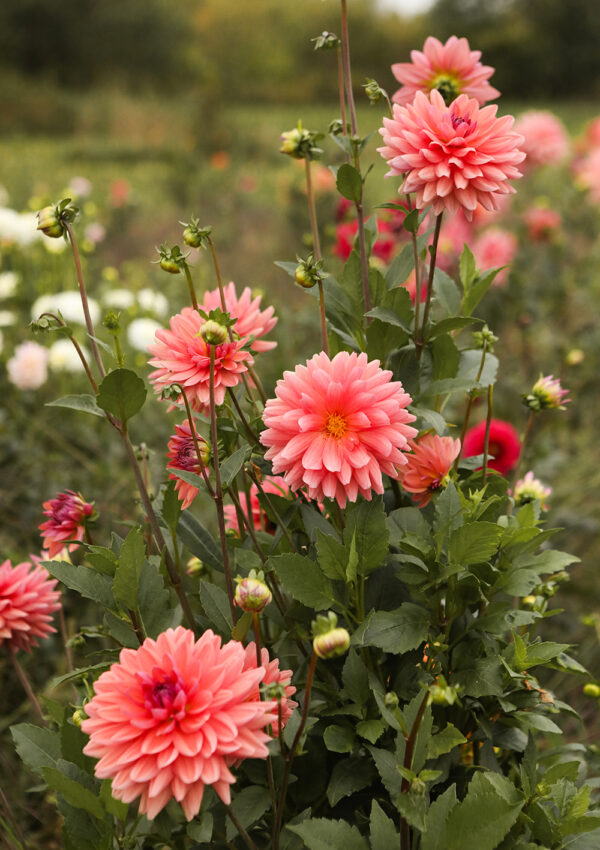 16 Early Spring Vegetables to Grow in the Garden