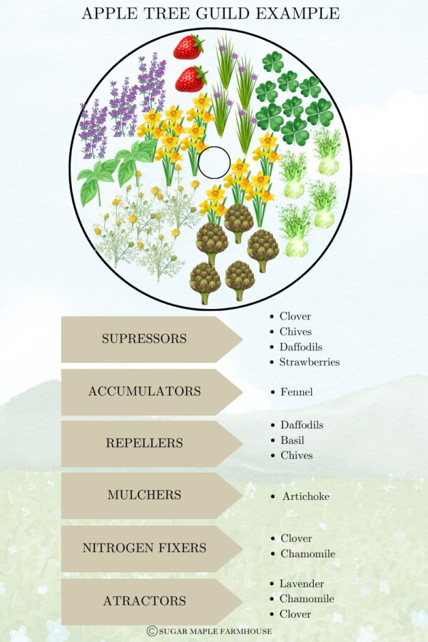 Growing a Food Forest