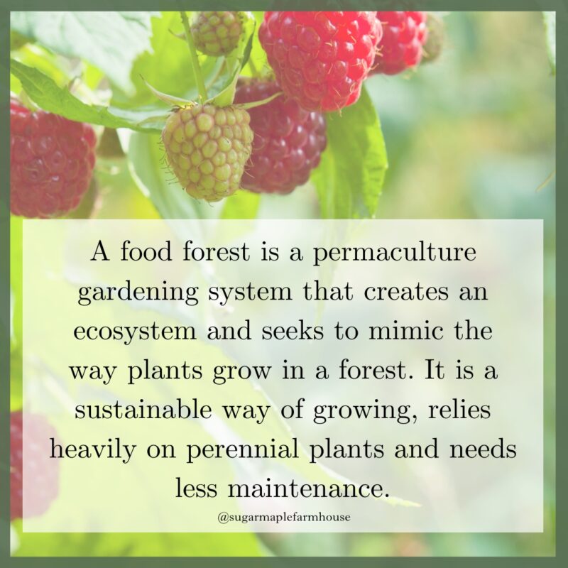 Growing a Food Forest