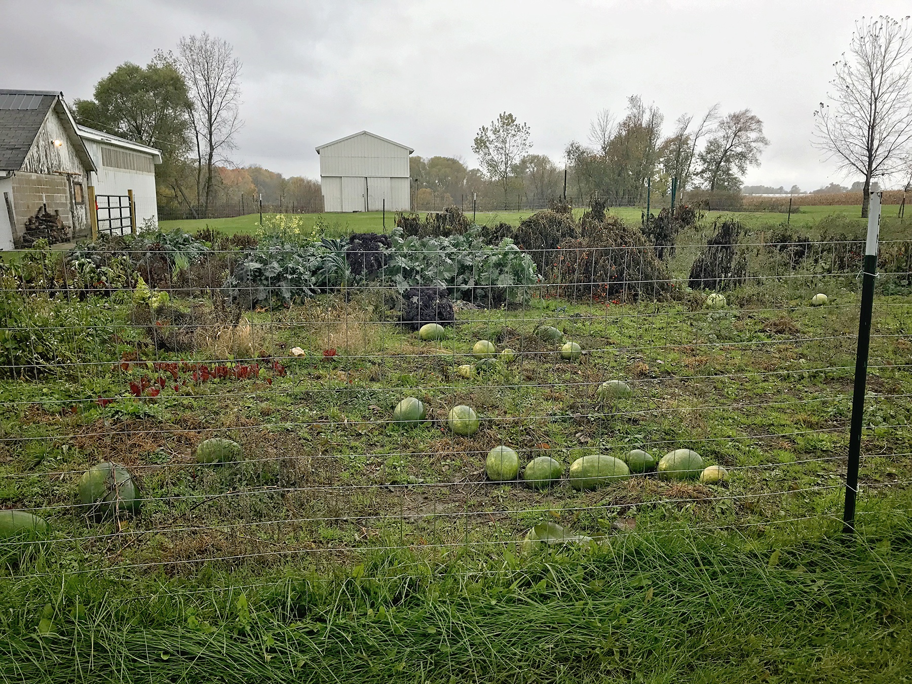 Creating a homestead garden - Sugar Maple Farmhouse